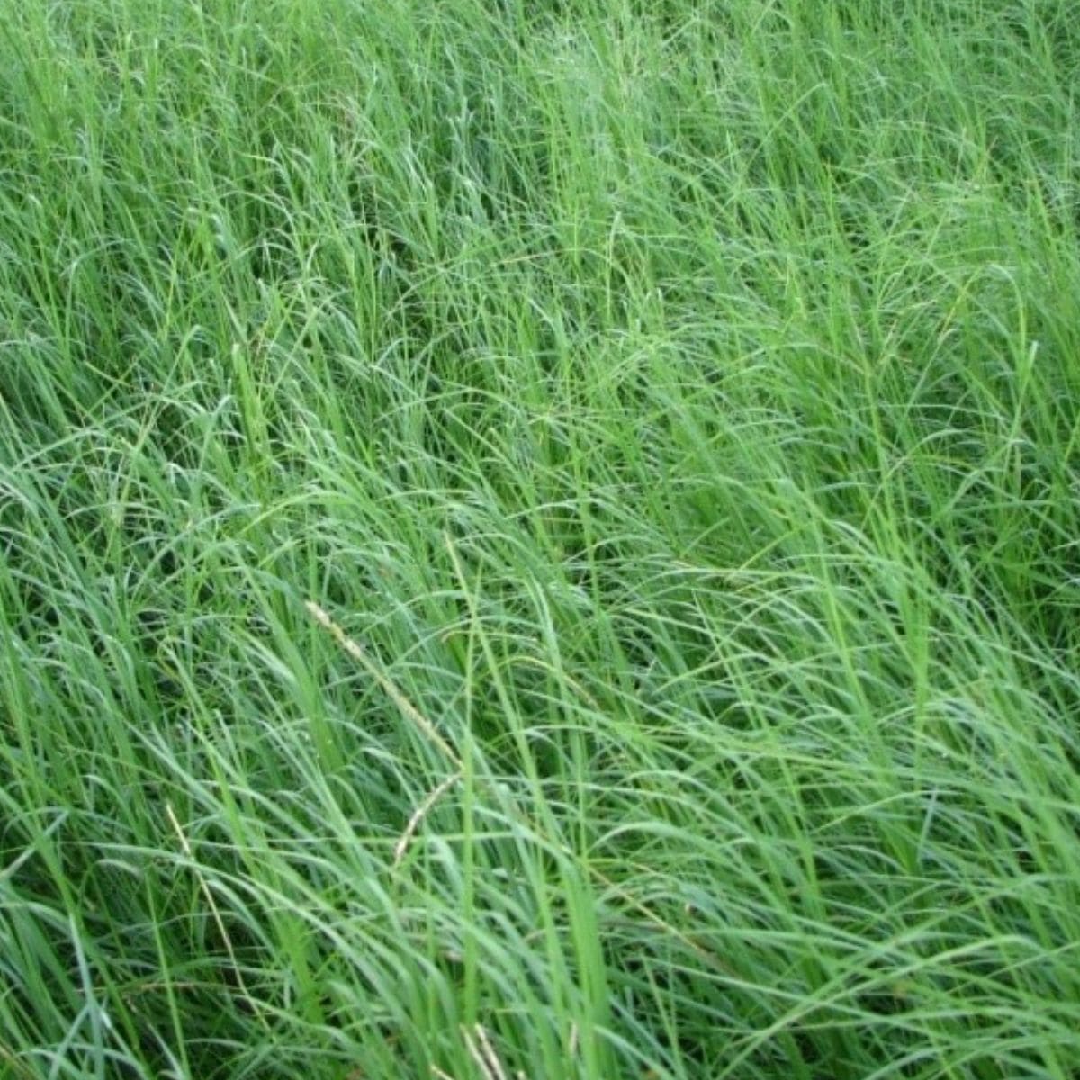 Mudas de Coast Cross | Viver Grass Forragens